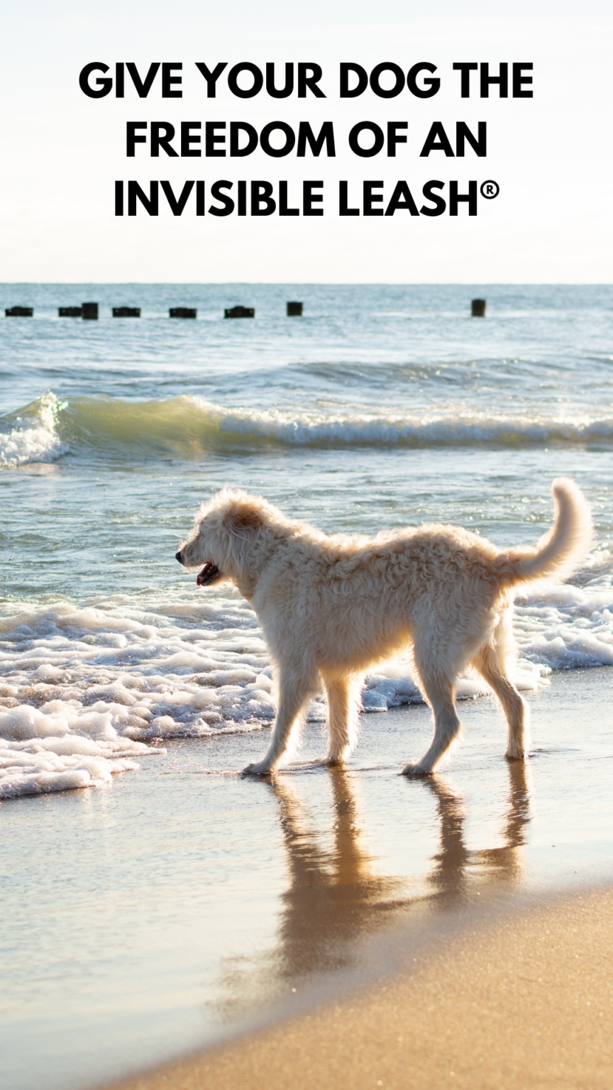 Home - Invisible Leash - Eric Letendre's Proprietary Dog Training System